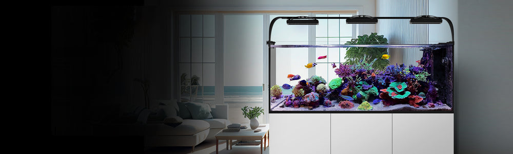 Waterbox Aquariums - Freshwater and Saltwater Aquarium Systems